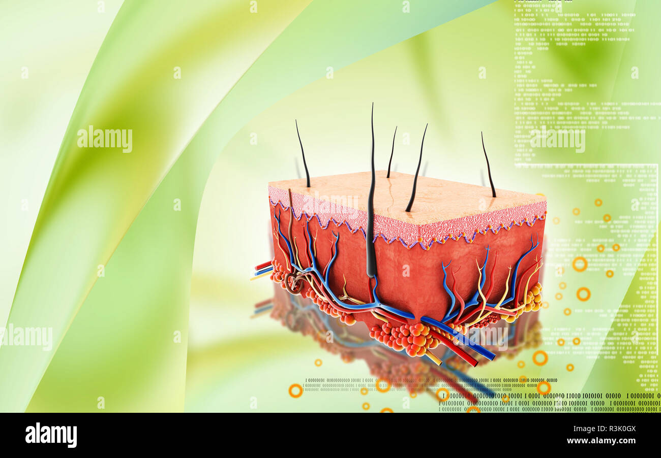 Human Skin Diagram High Resolution Stock Photography and Images - Alamy
