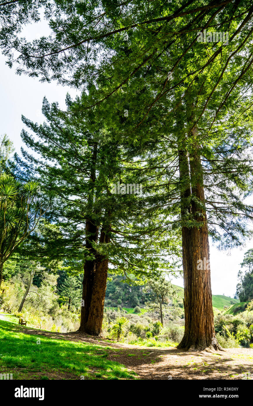 Couple pine trees hi-res stock photography and images - Alamy