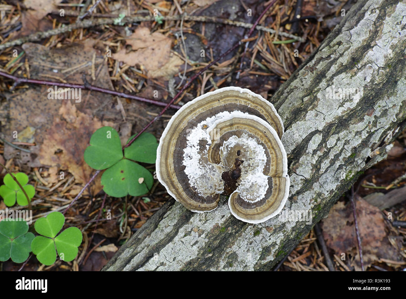 Thin walled maze polypore, also called the blushing bracket ...