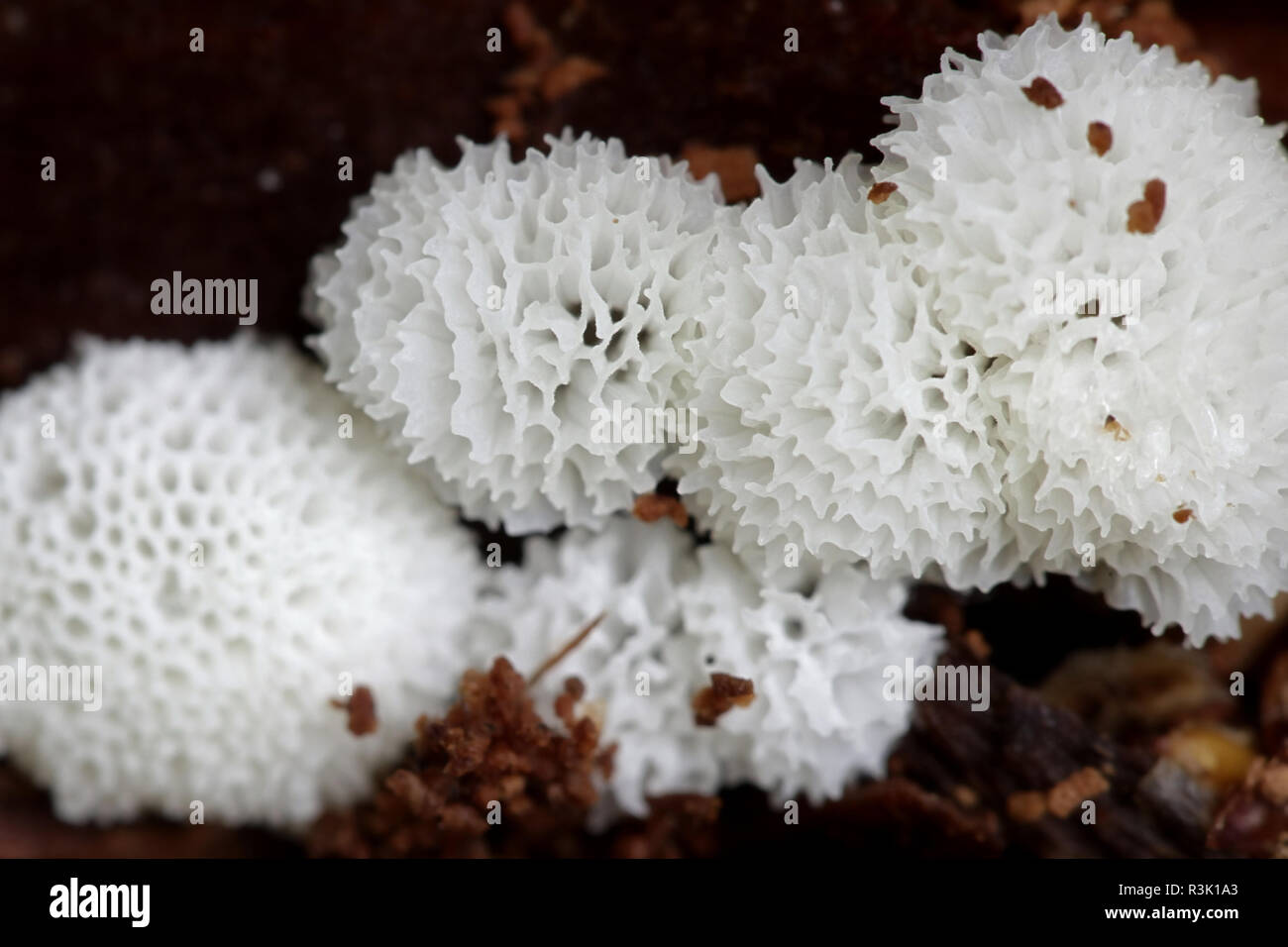 Slime mold molds hi-res stock photography and images - Alamy