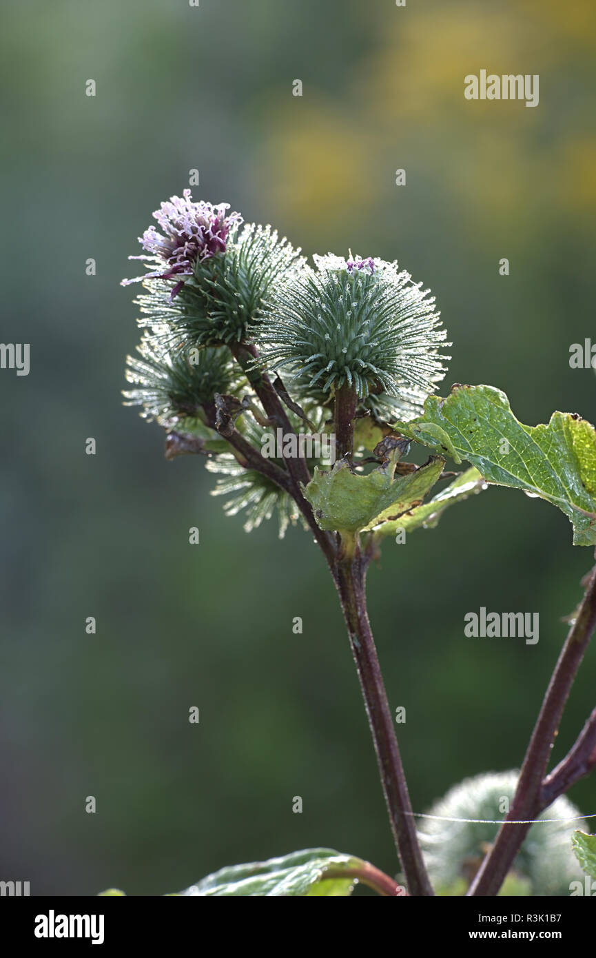 Arctium lappa, commonly called greater burdock, lappa, beggar's buttons ...
