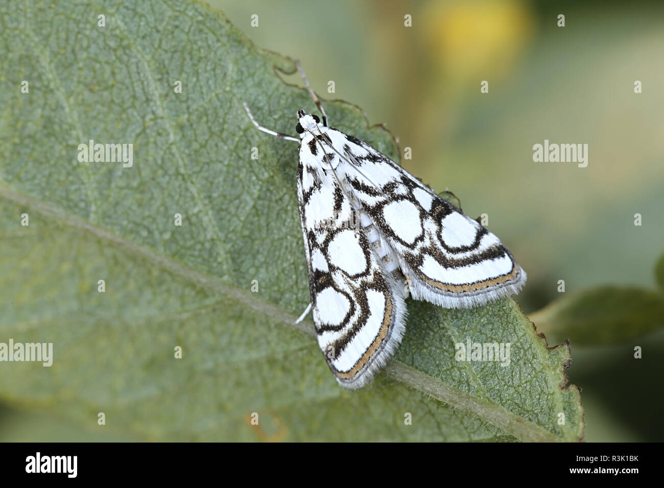 Beautiful china-mark moth, Nymphula nitidulata Stock Photo - Alamy