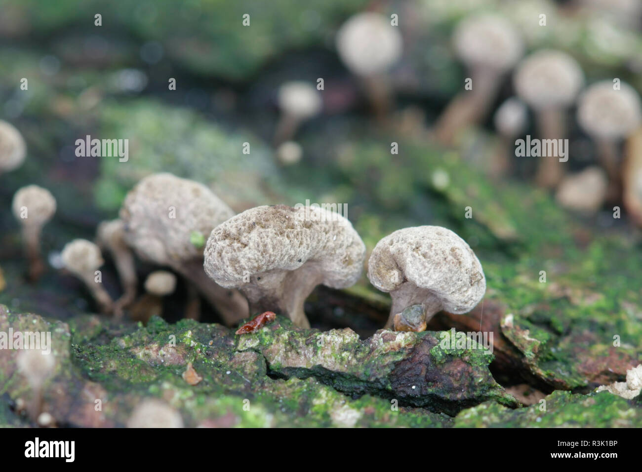 Fenugreek stalkball fungus hi-res stock photography and images - Alamy