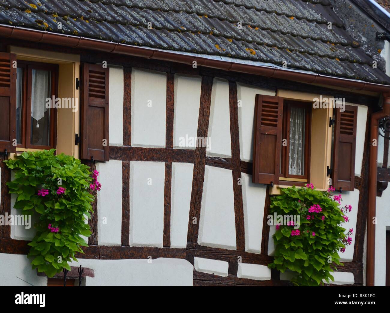Truss flower hi-res stock photography and images - Alamy