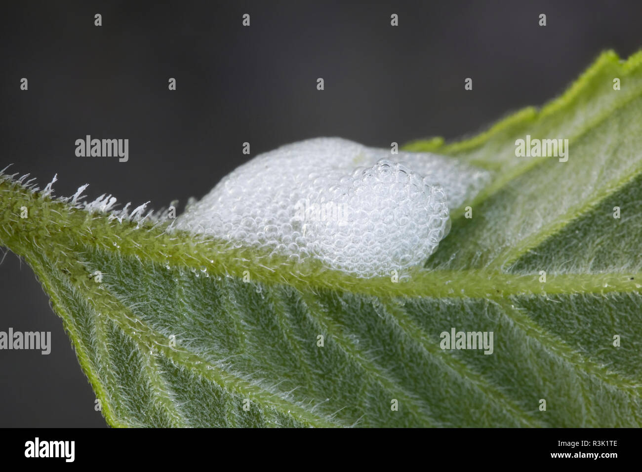 Spittlebug Larva And Foam High Resolution Stock Photography and Images ...
