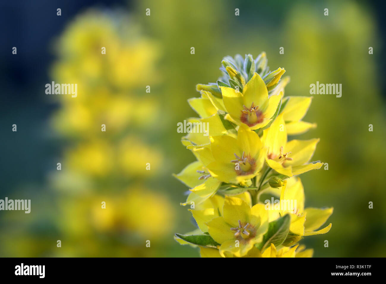 Dotted loosestrife, Lysimachia punctata Stock Photo - Alamy