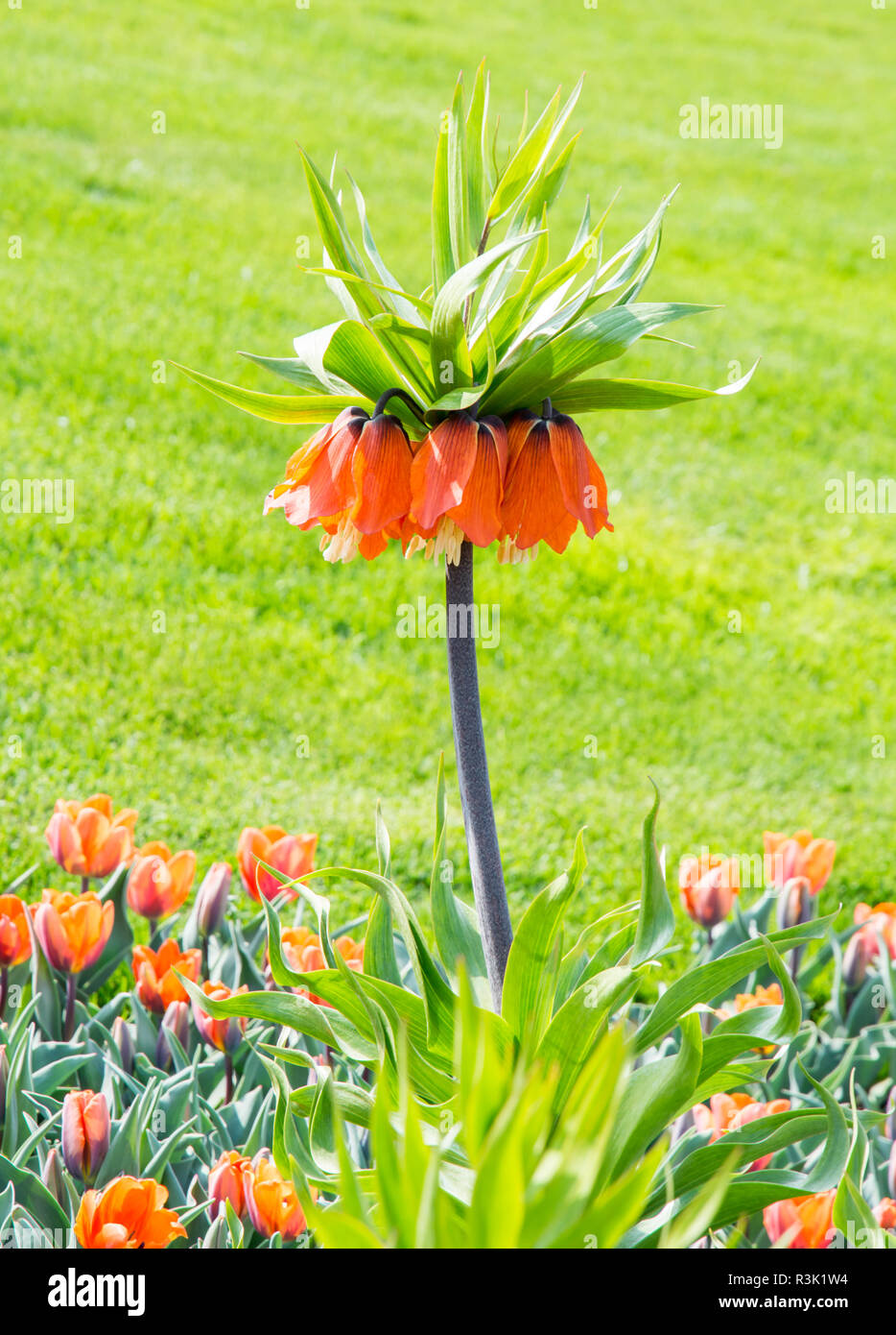 Crown imperial tulip hi-res stock photography and images - Alamy