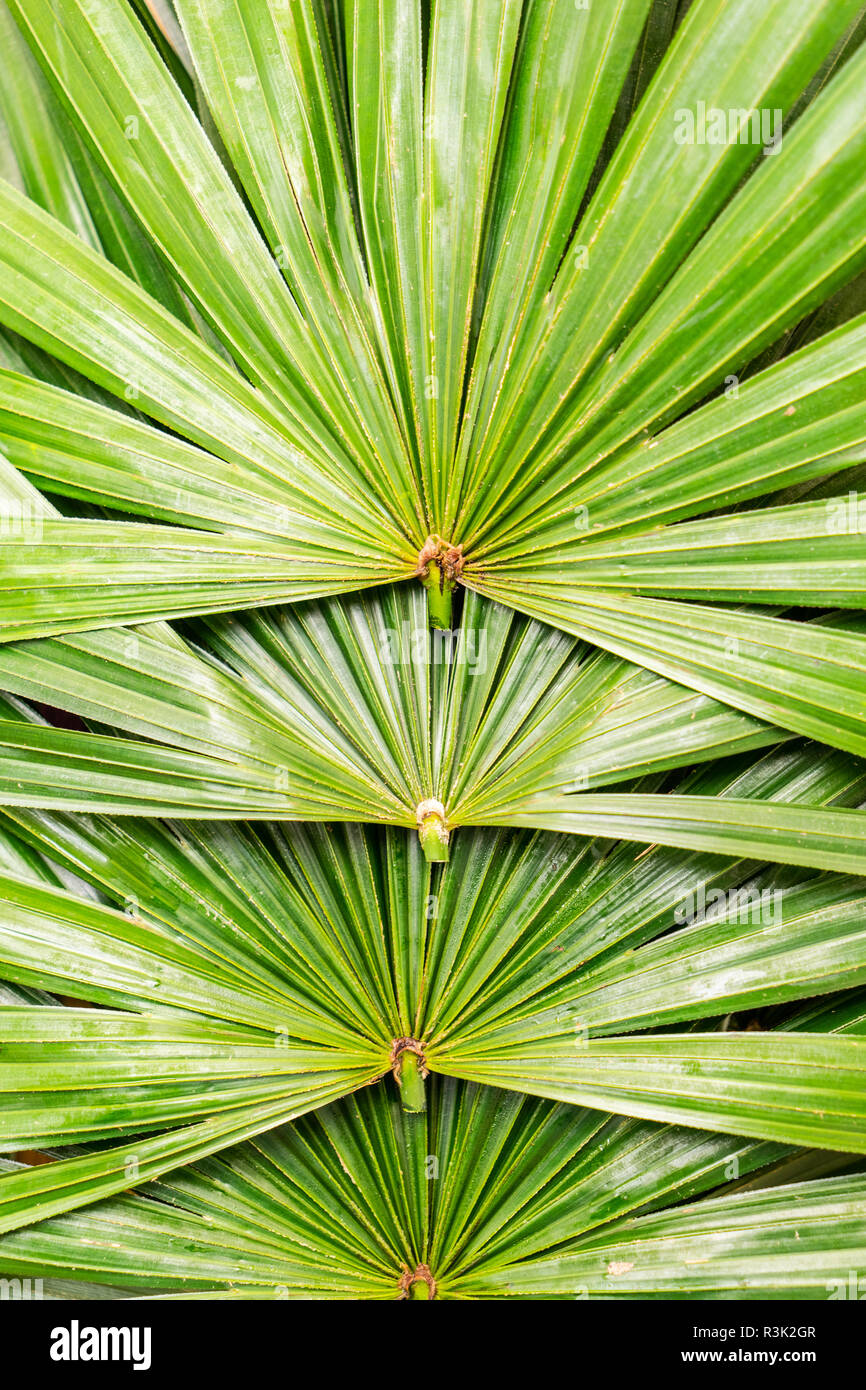 green palm leaf stack Stock Photo - Alamy