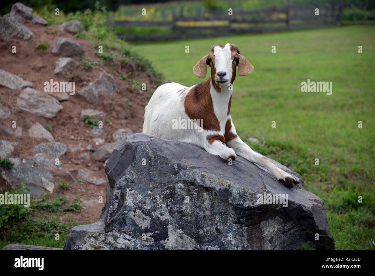 Geiay hi-res stock photography and images - Alamy