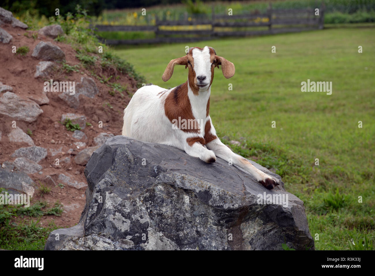 Geiay hi-res stock photography and images - Alamy