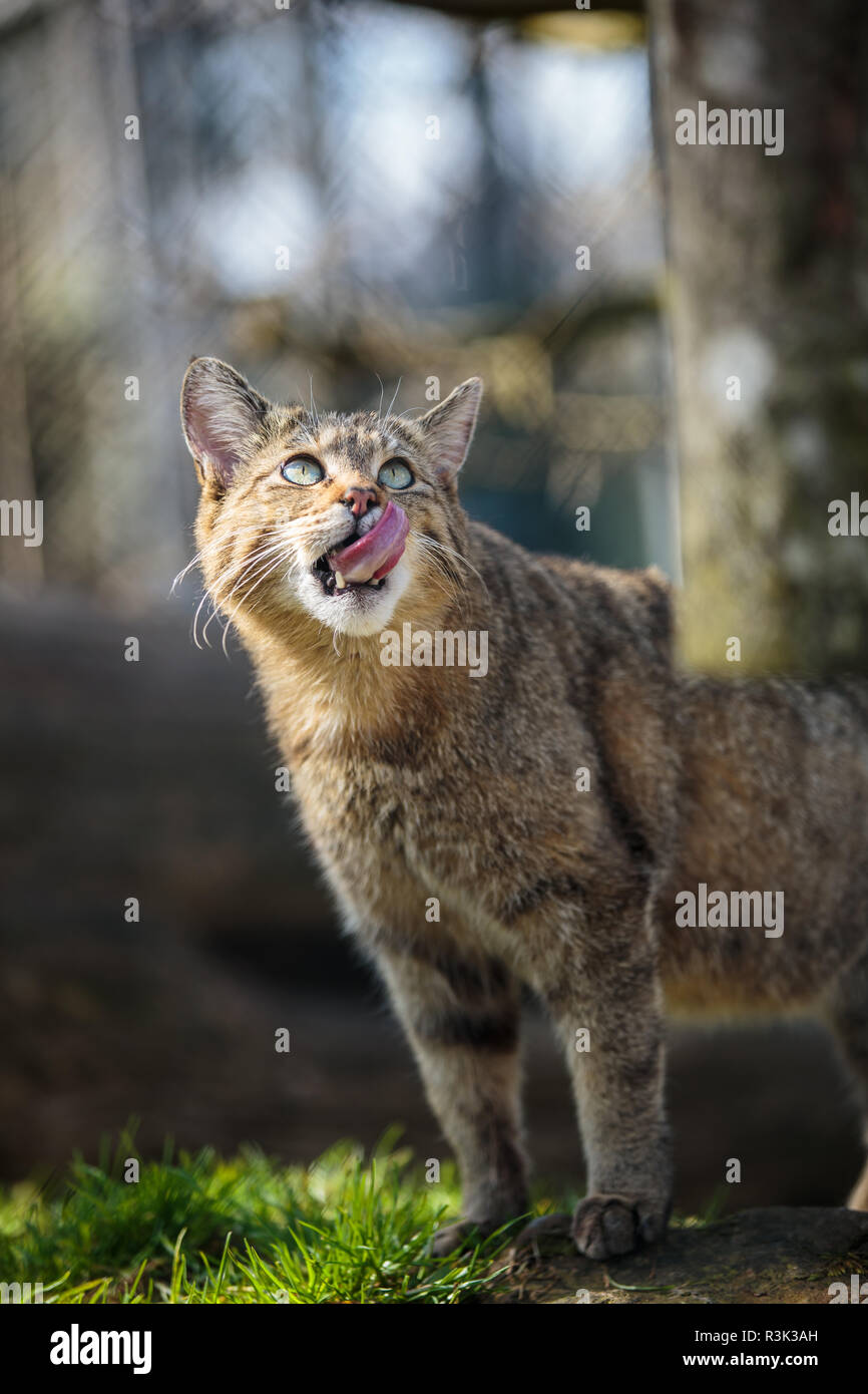 Scottish wildcats hi-res stock photography and images - Alamy
