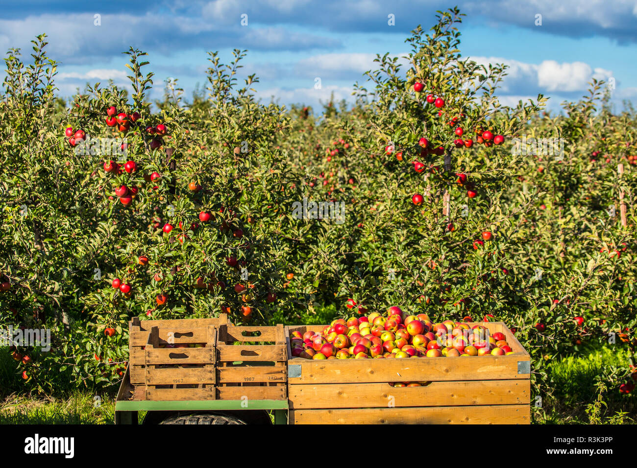 Altes Land - Germany Stock Photo - Alamy