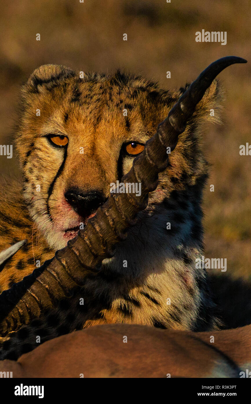Cheetah hunting impala hi-res stock photography and images - Alamy