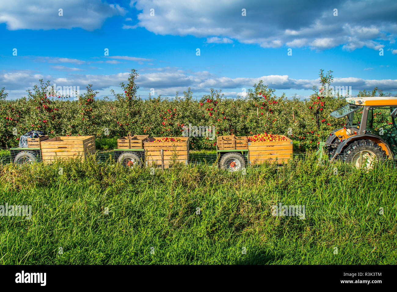 Altes Land - Germany Stock Photo - Alamy