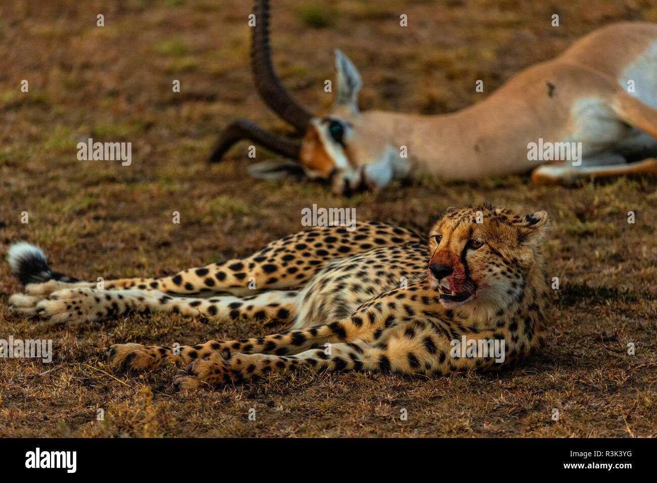 Cheetah hunting impala hi-res stock photography and images - Alamy