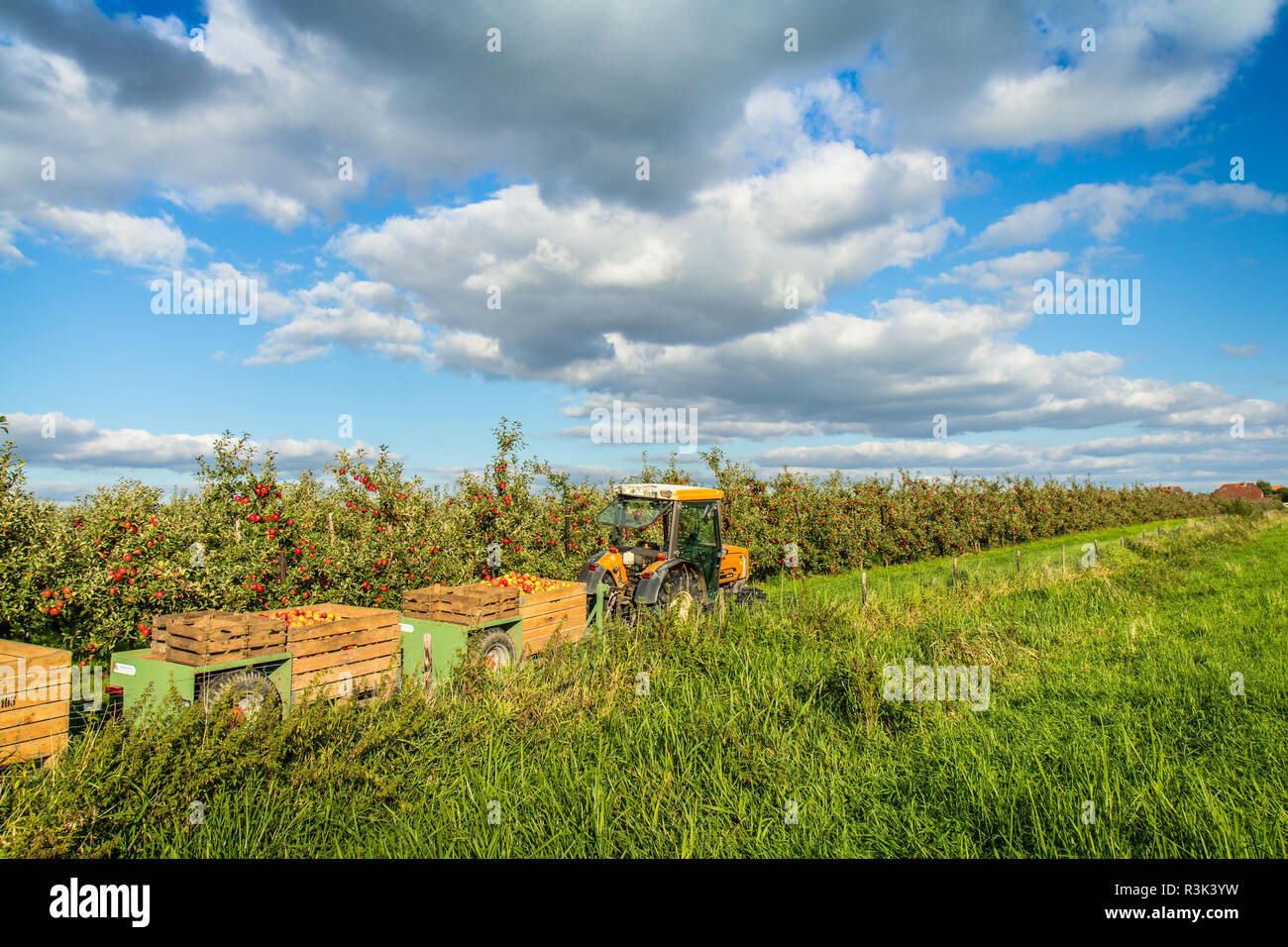 Altes Land - Germany Stock Photo - Alamy