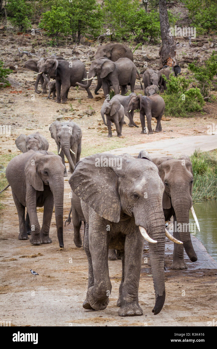 Walking Elephant Front