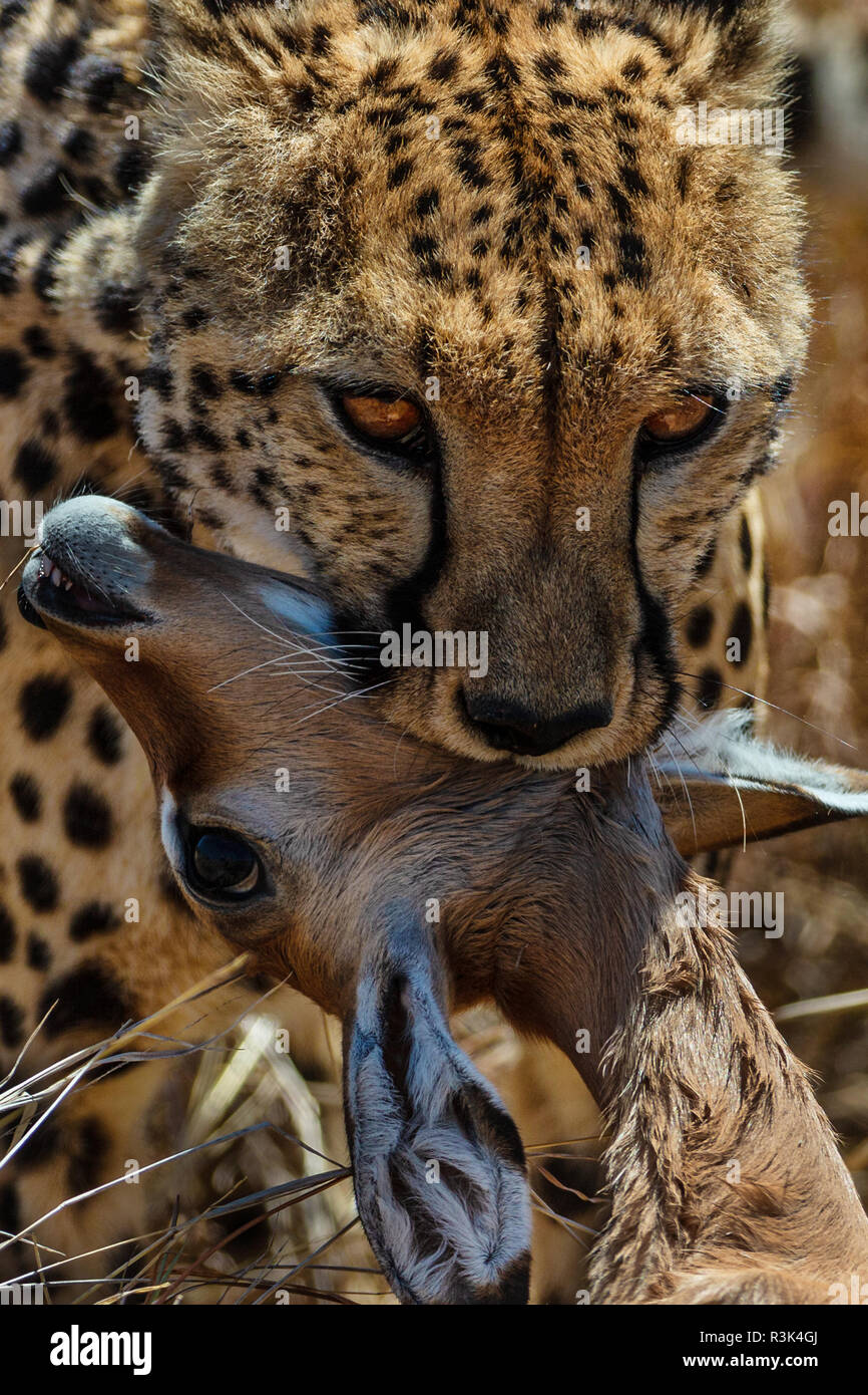 Cheetah hunting impala hi-res stock photography and images - Alamy
