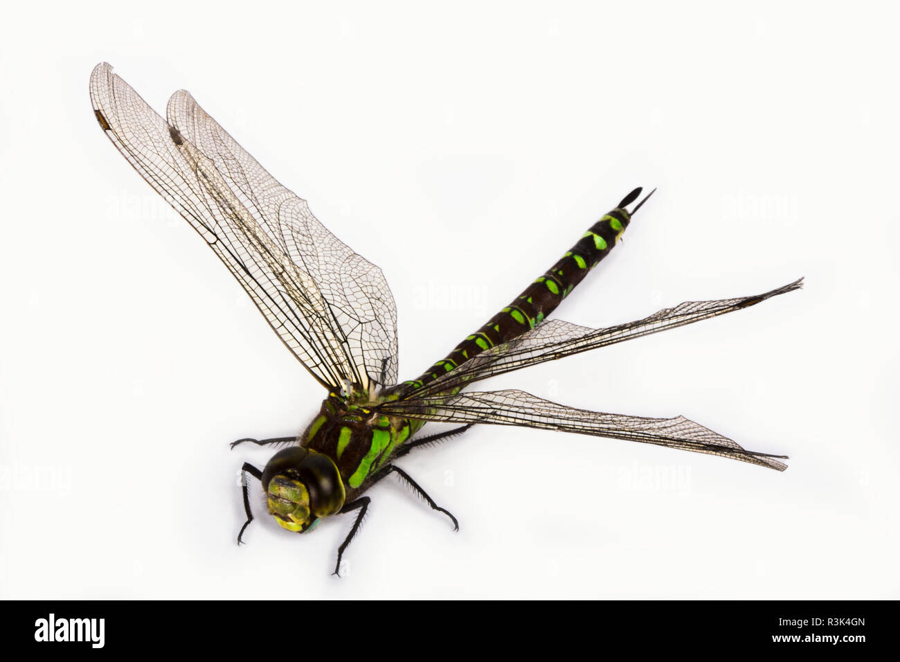 Dragonfly view Cut Out Stock Images & Pictures - Alamy