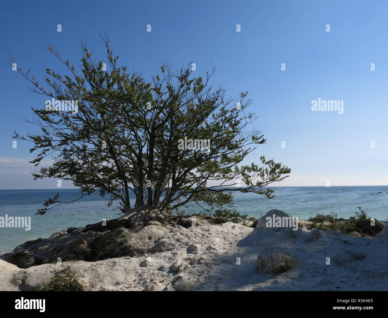 tree on the beach Stock Photo - Alamy
