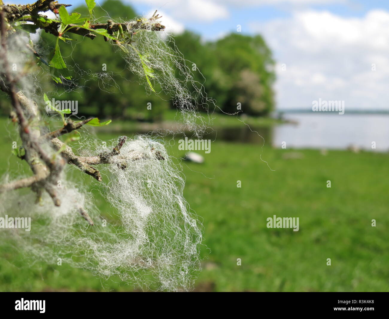 The shepherd tree or shepherds tree hi-res stock photography and images ...