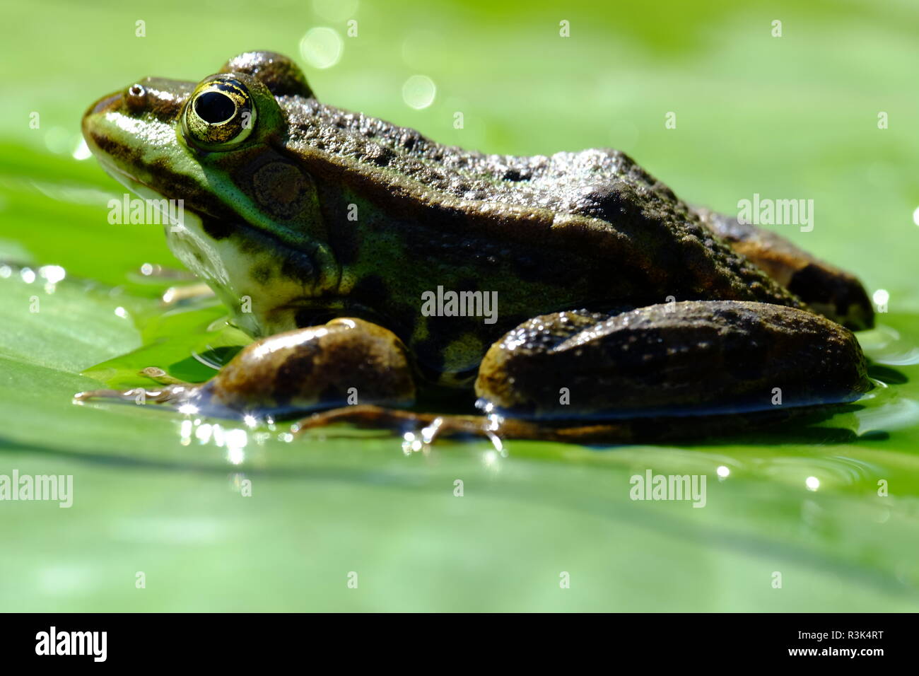 frog,pond frog,rana esculenta Stock Photo - Alamy