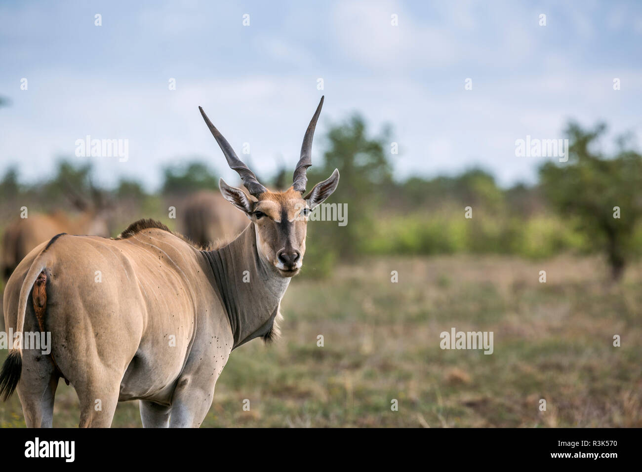 Common eland looking back in Kruger National park, South Africa ...