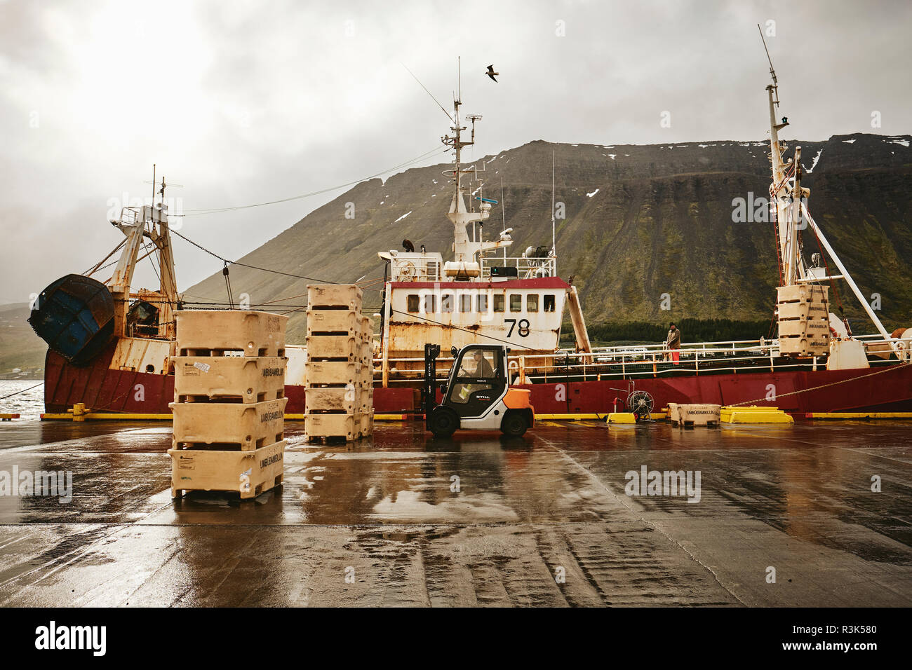 An Icelandic fishing trawler landing it's catch in the port of Isafjordur in the Westfjords ...