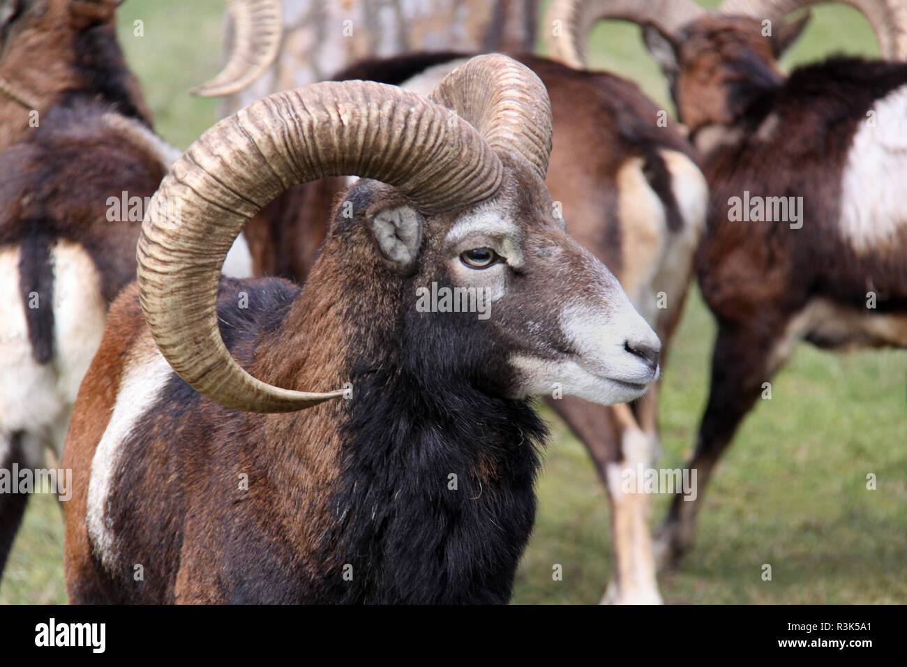 European mufflon hi-res stock photography and images - Alamy