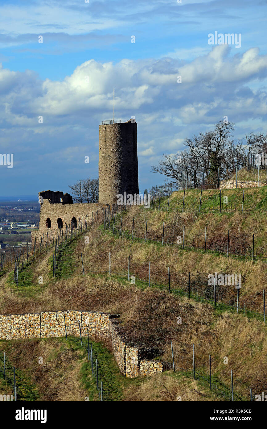 vineyards and strahlenburg near schriesheim Stock Photo - Alamy