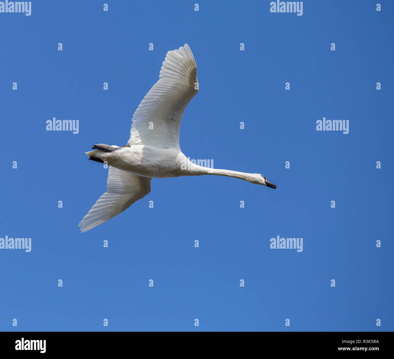 Flight of the swan hi-res stock photography and images - Alamy