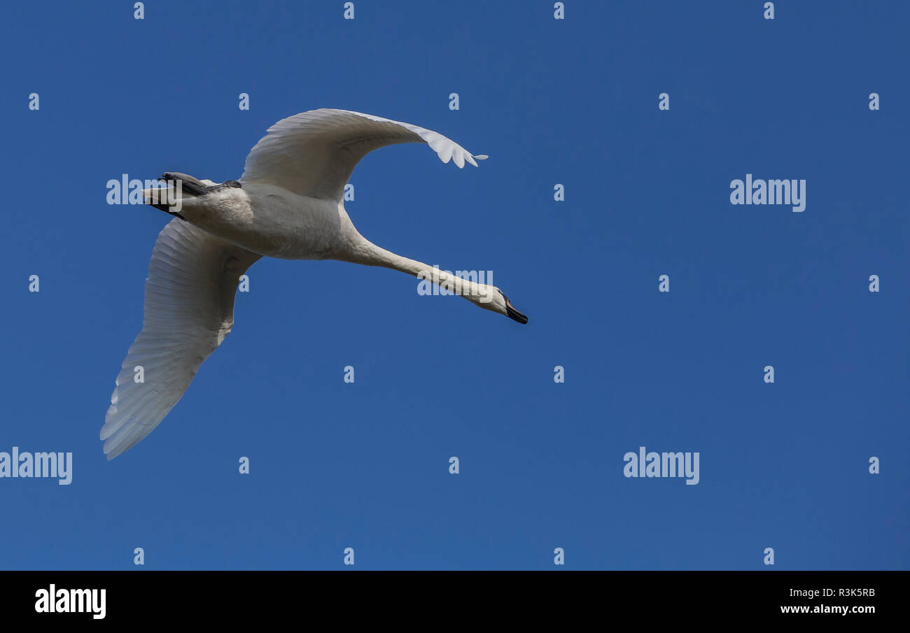 Flight of the swan hi-res stock photography and images - Alamy