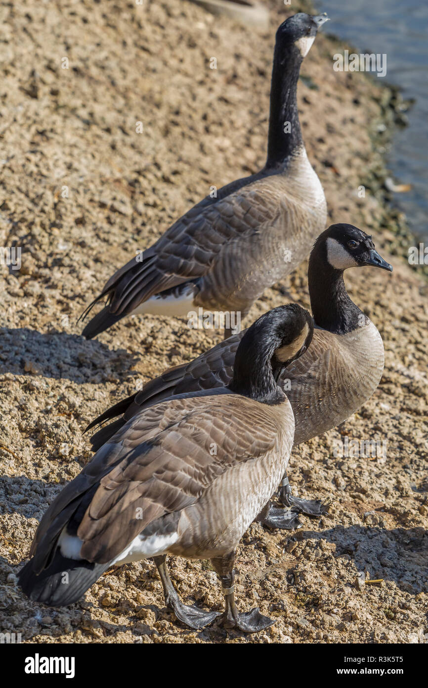 Cackling goose hi-res stock photography and images - Alamy