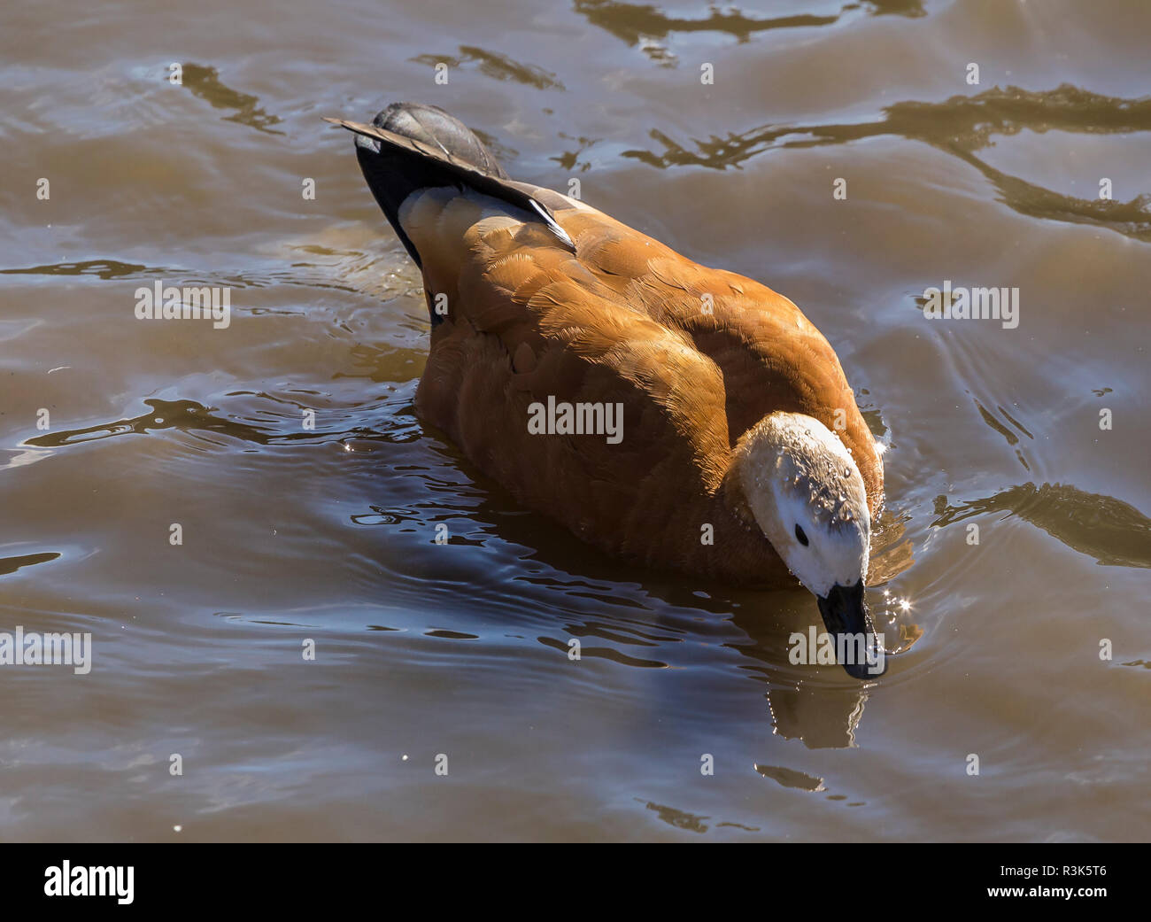 Ruddy Shelduck at Slimbridge Stock Photo - Alamy