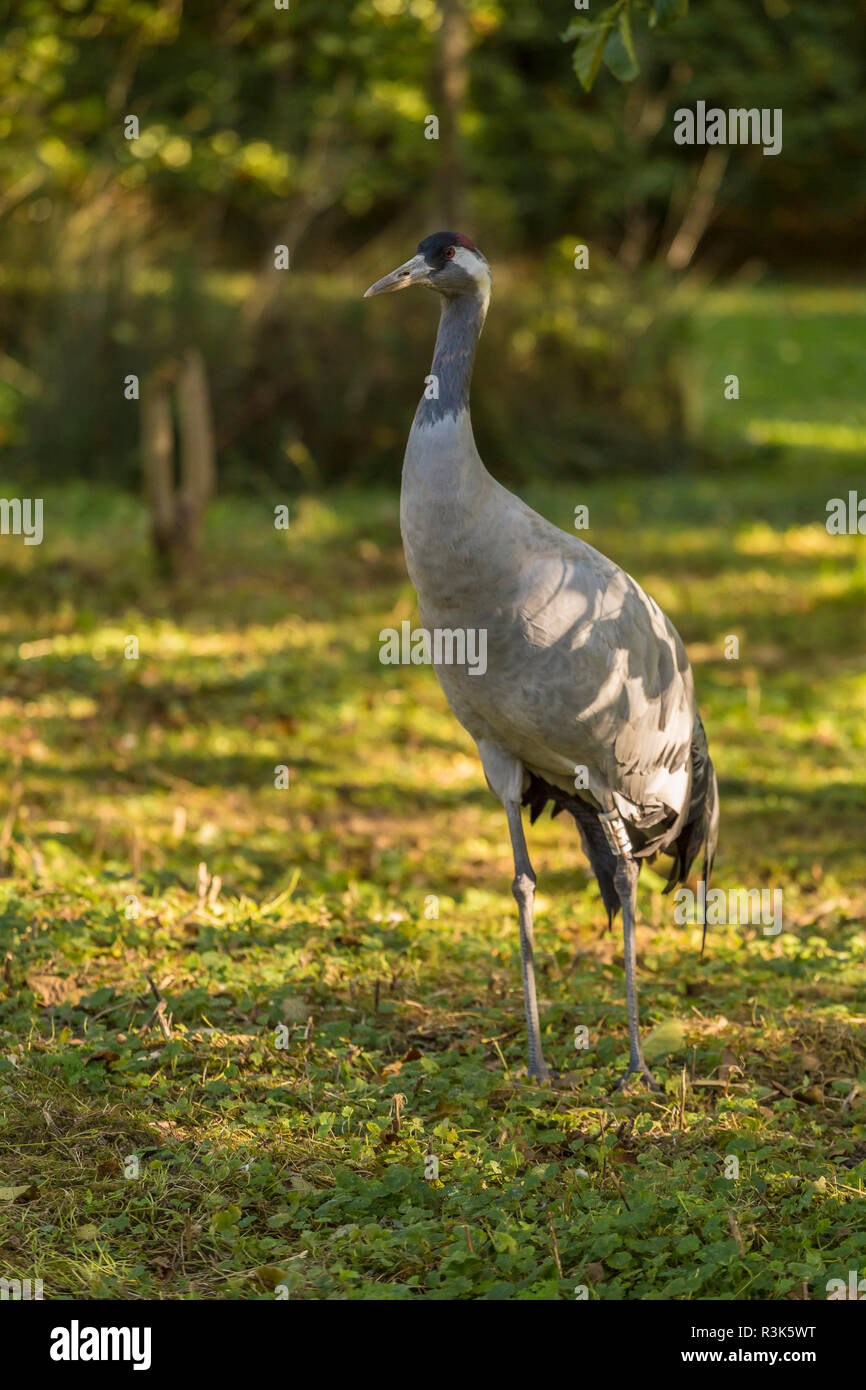 Common Crane at Slimbridge Stock Photo - Alamy