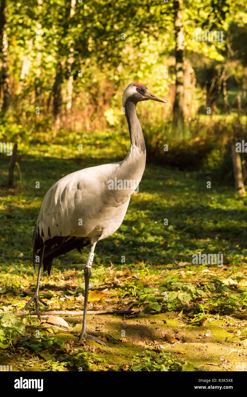 Common Crane at Slimbridge Stock Photo - Alamy