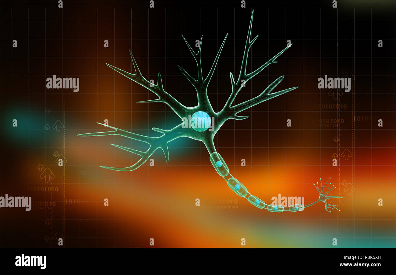 Multipolar neuron hi-res stock photography and images - Alamy