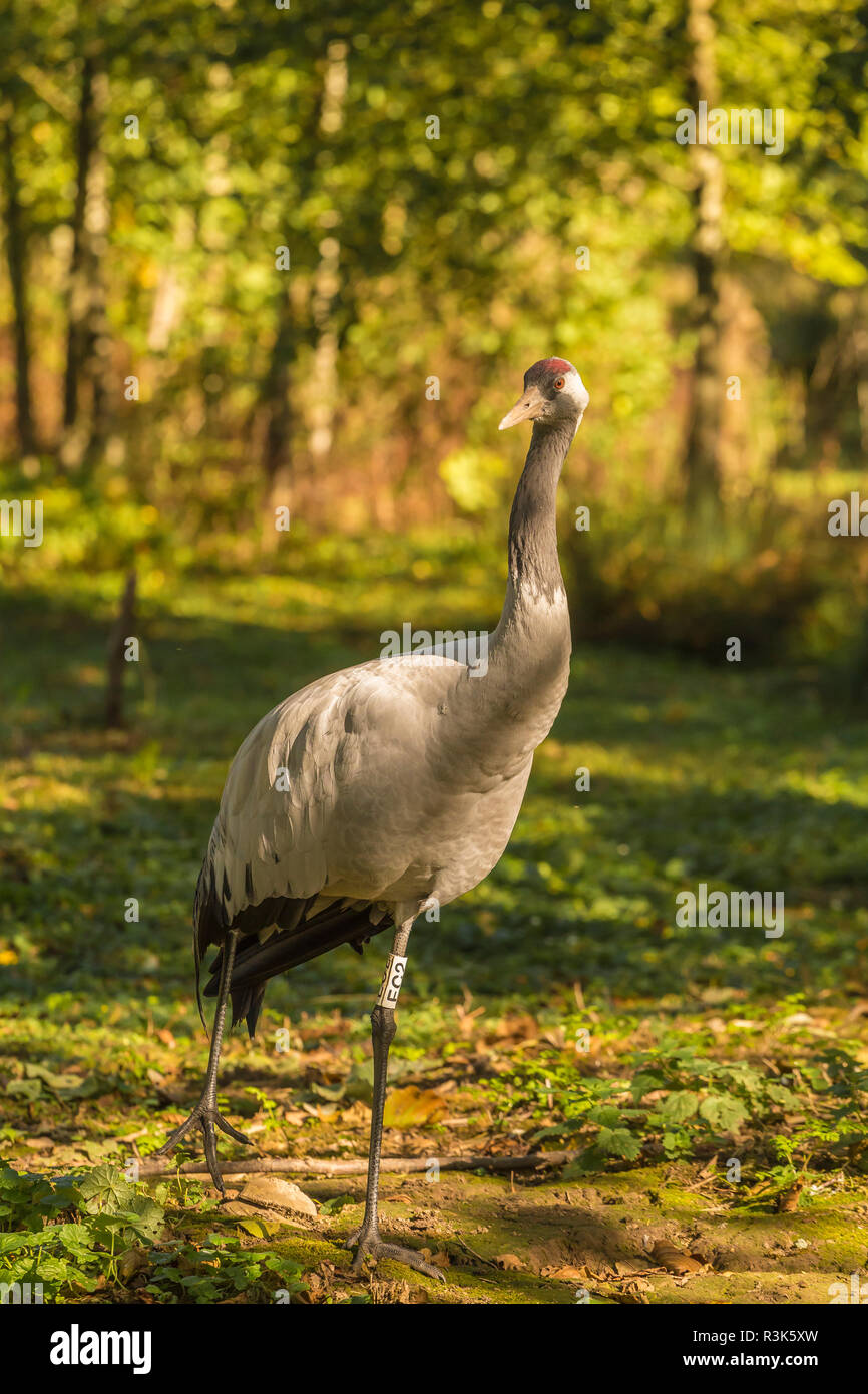Common Crane at Slimbridge Stock Photo - Alamy