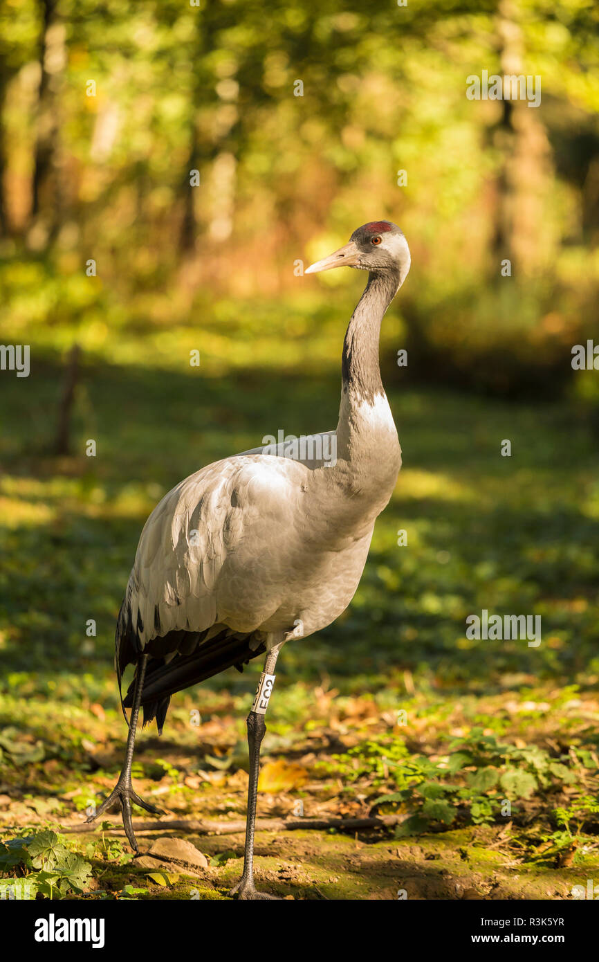 Common Crane at Slimbridge Stock Photo - Alamy