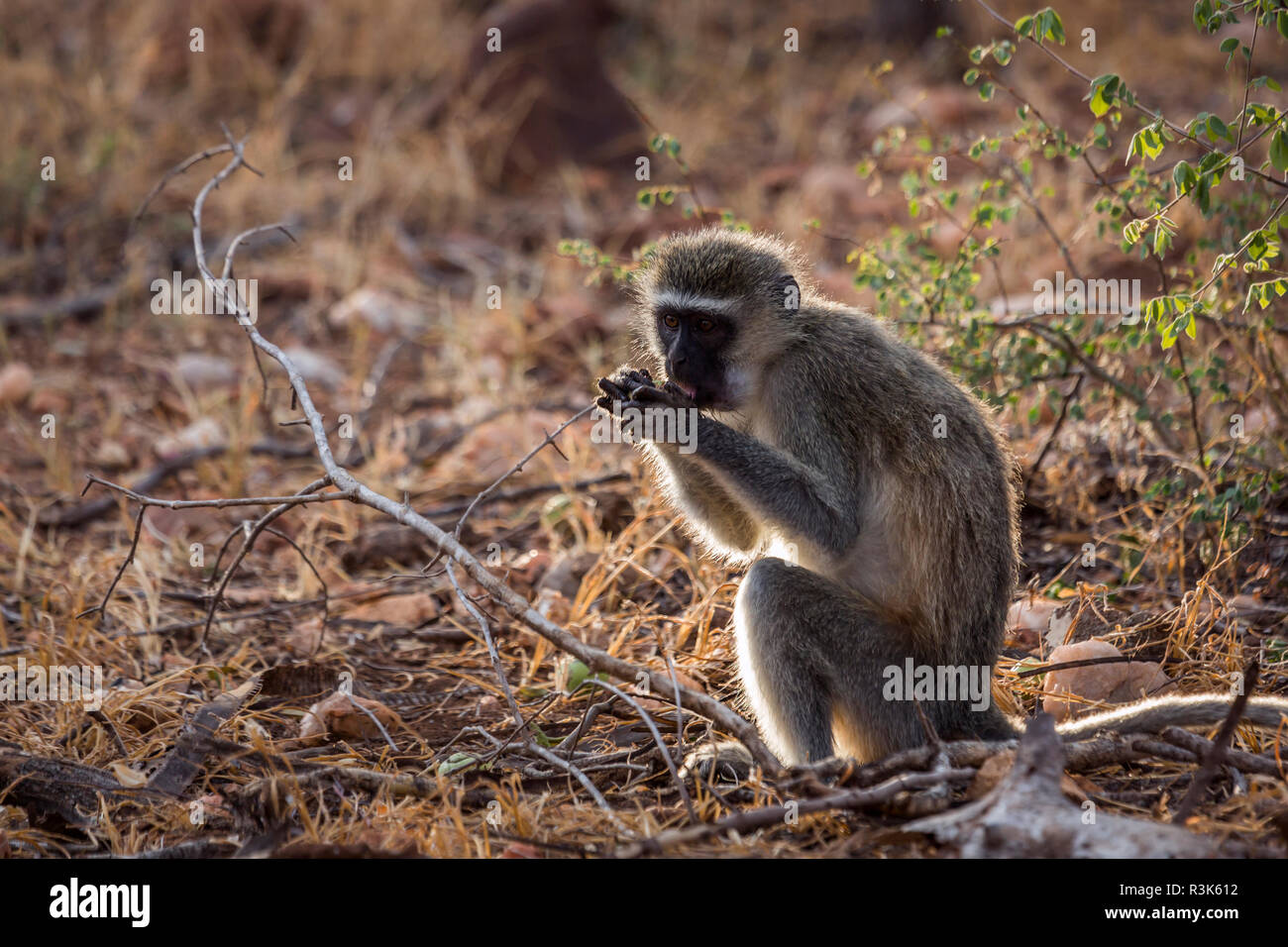 Vervet monkey eating seeds in the bush in Kruger National park, South ...