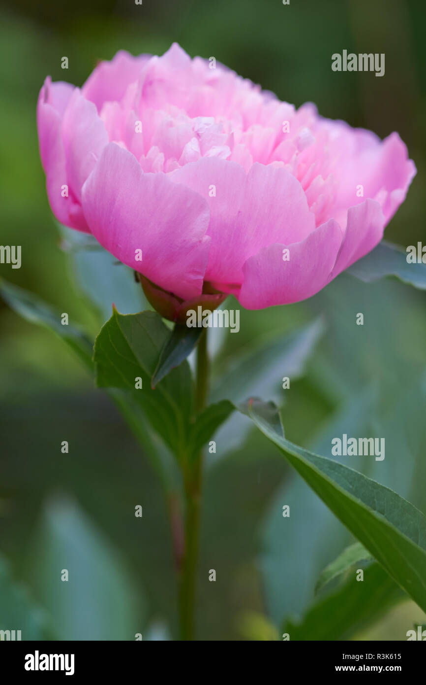 peonies flower portrait Stock Photo - Alamy