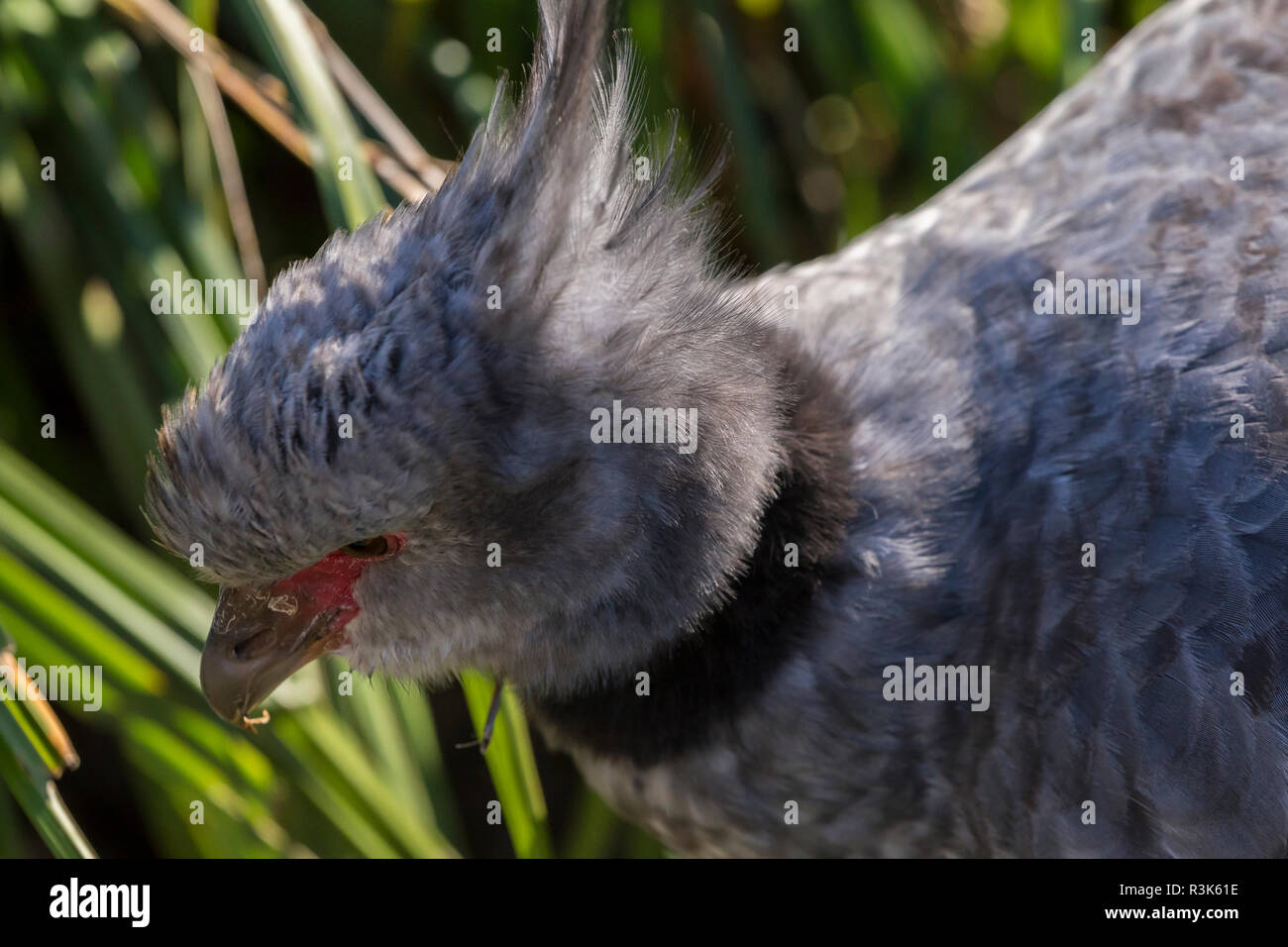 Close-up of Crested Screamer at Slimbridge Stock Photo - Alamy