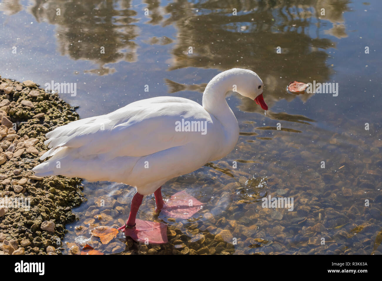 Coscoroba Swan at Slimbridge Stock Photo - Alamy