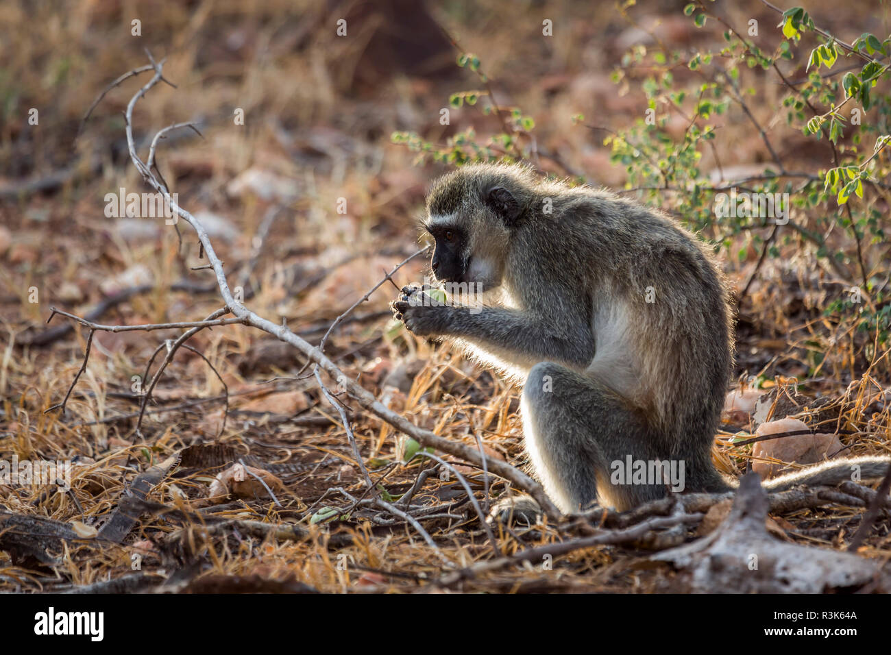 Vervet monkey eating seeds in the bush in Kruger National park, South Africa ; Specie ...