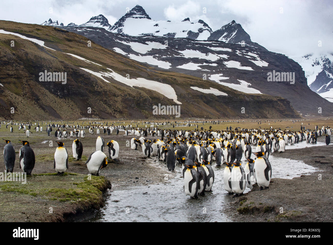 King penguin rookery hi-res stock photography and images - Alamy