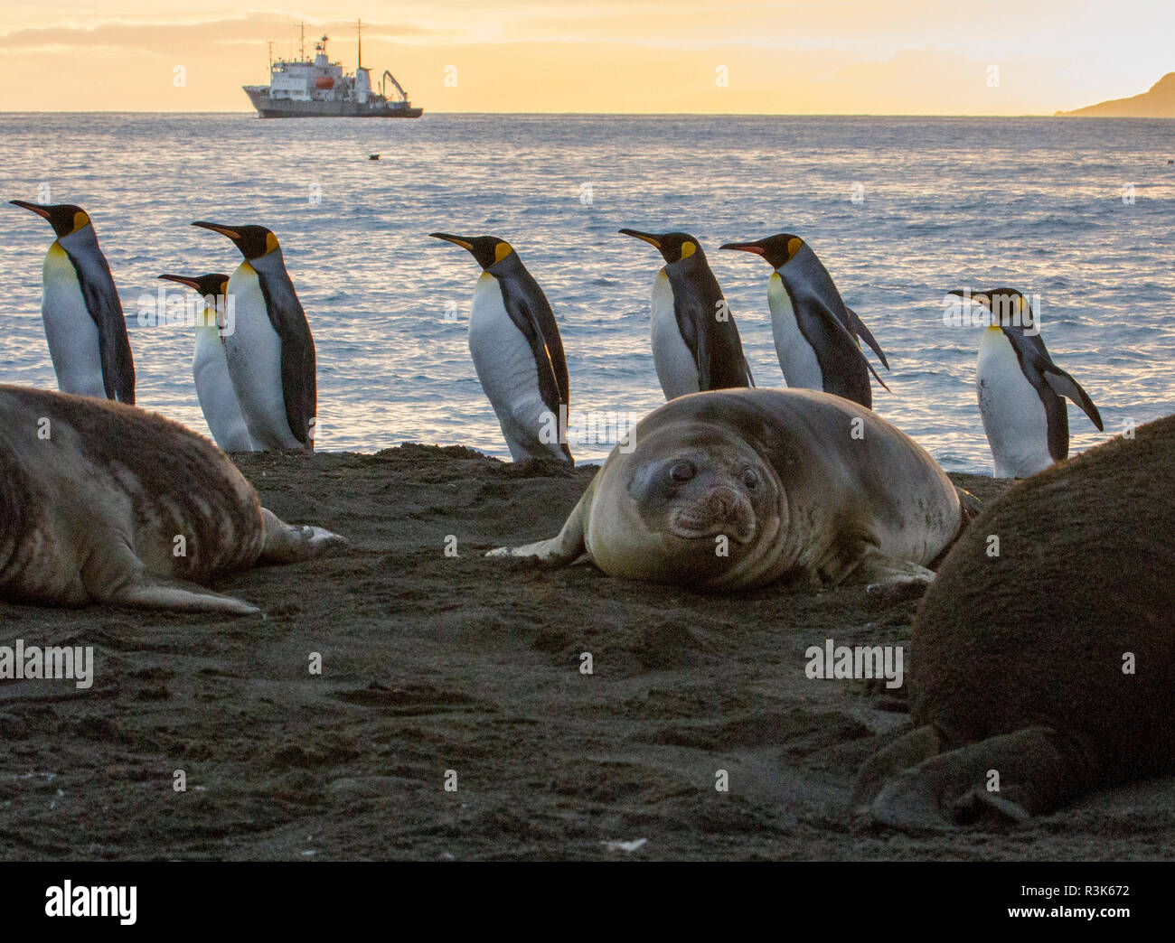 Sunrise with marching king penguins on the beach of St. Andrews Bay, South Georgia Islands Stock ...