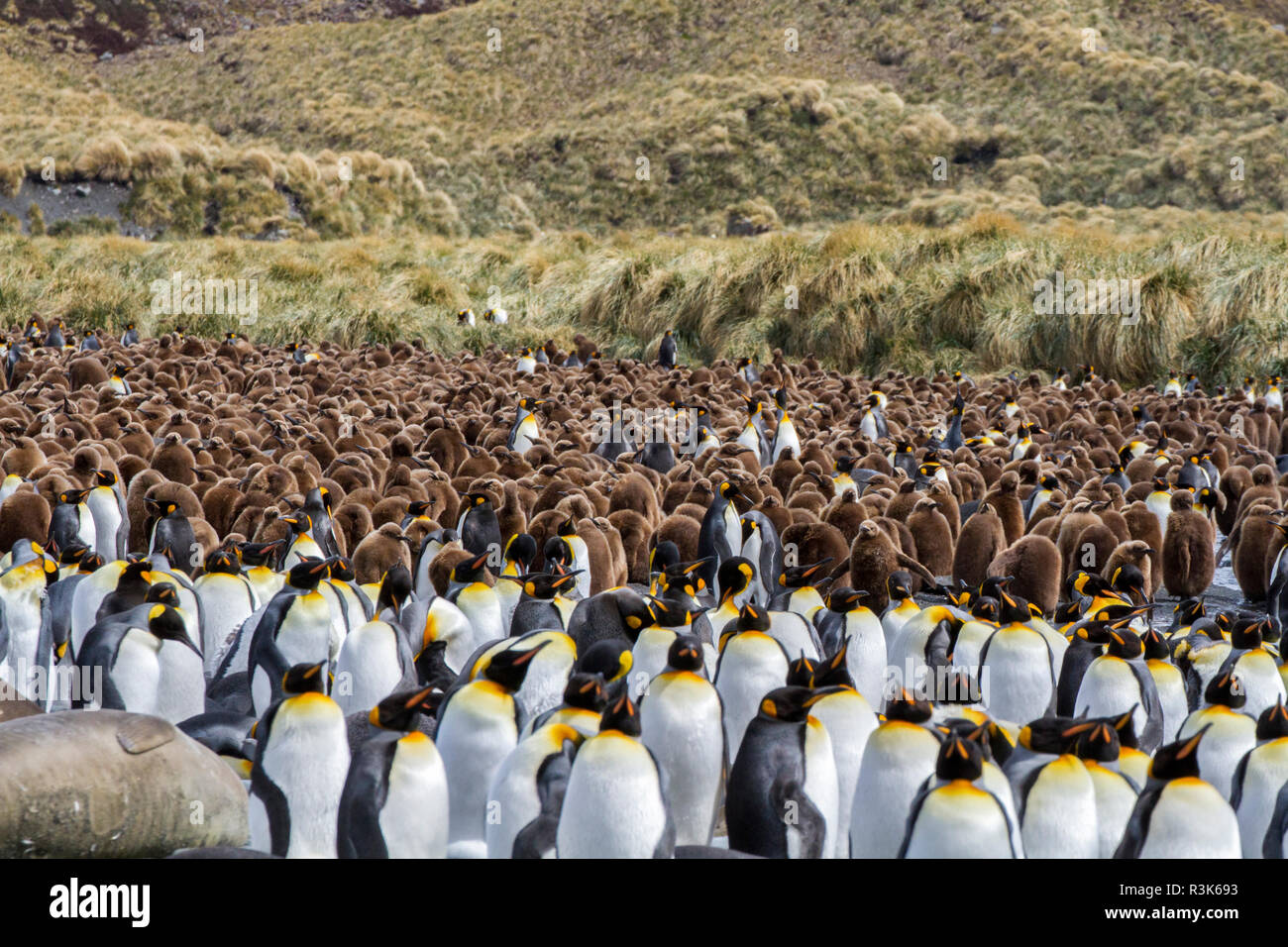 King penguin Rookery on Gold Harbor, South Georgia Islands Stock Photo ...
