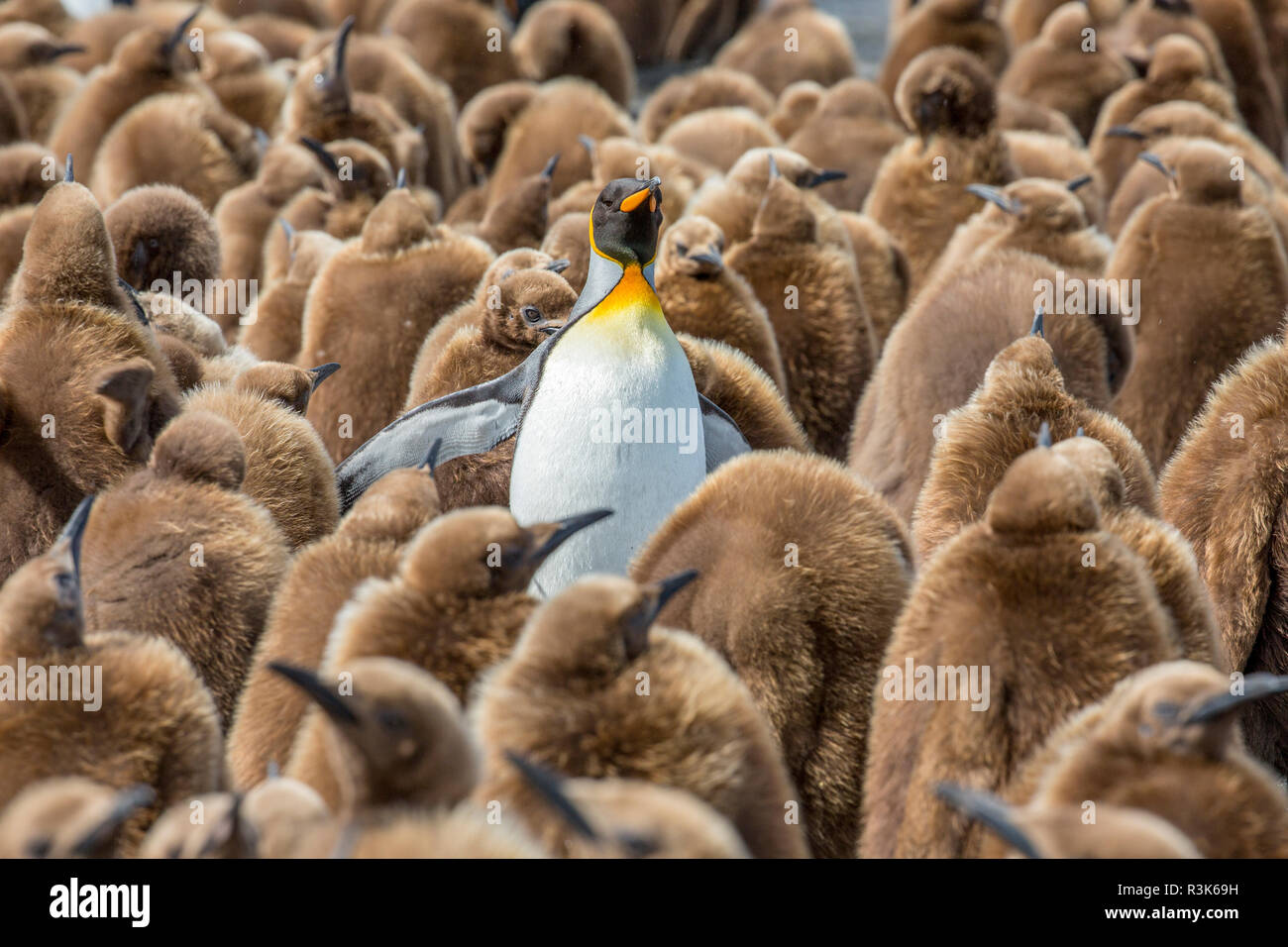 King penguin rookery at Gold Harbor, South Georgia Islands Stock Photo ...