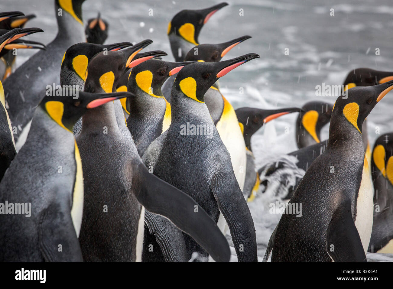 King penguin rookery at Salisbury Plain, South Georgia Islands Stock ...