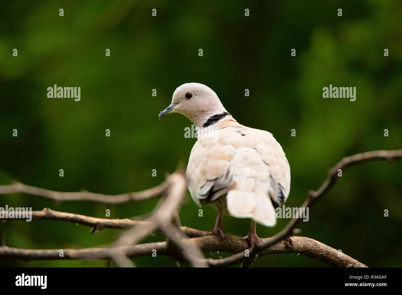 Dove Species Of India High Resolution Stock Photography and Images - Alamy